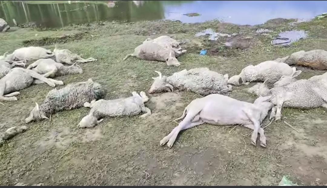 Hundreds of Goats Killed by Lightning Strike in Hiiraan Region - Warsheekh